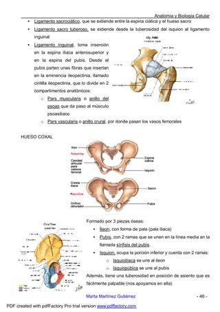 Apuntes de anatomia | PDF