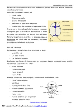 Apuntes de anatomia | PDF
