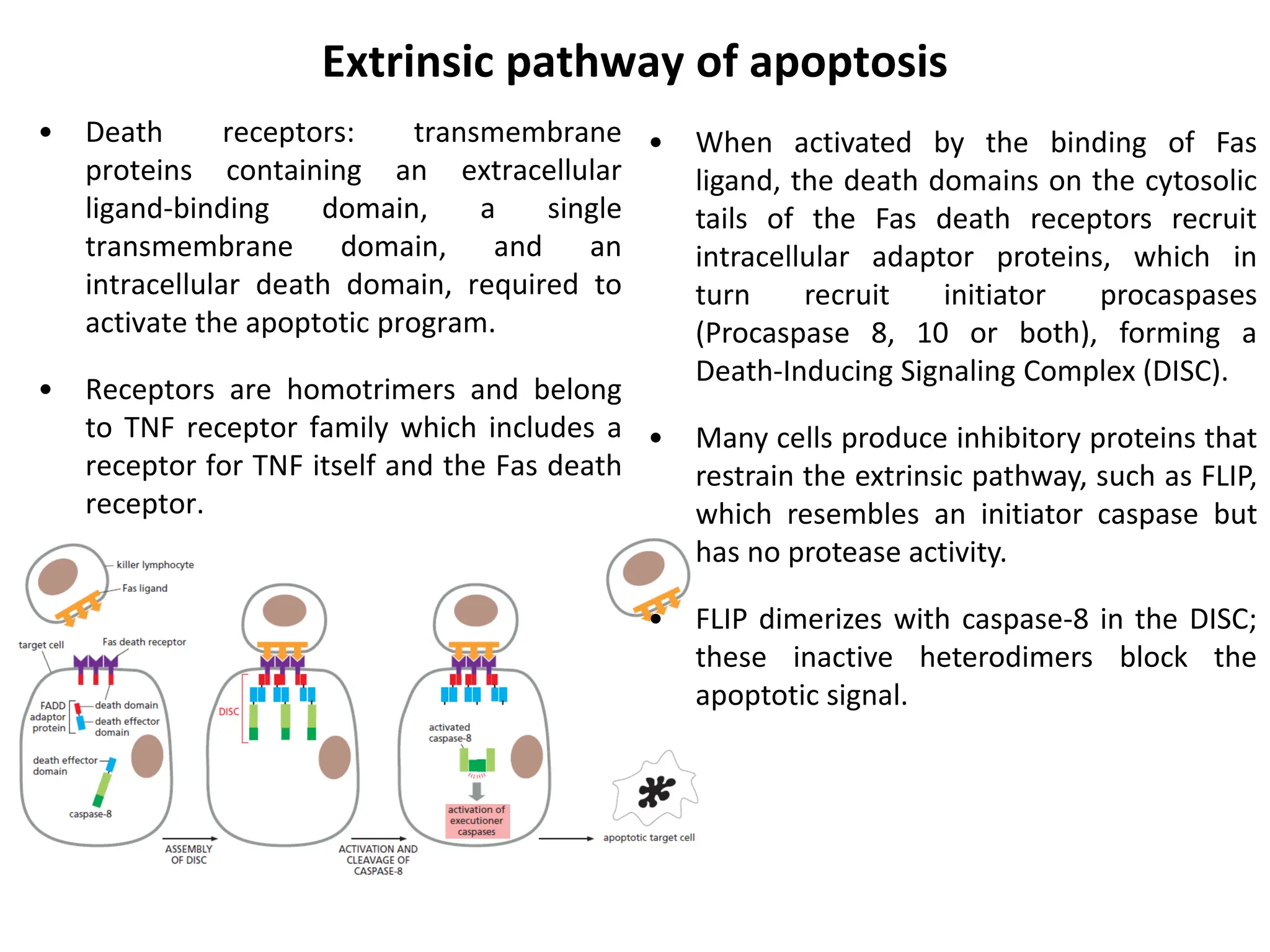 Apuntes de muerte celular: apoptosis y necrosis.pdf