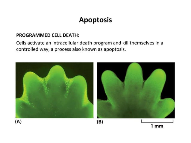 Apuntes de muerte celular: apoptosis y necrosis.pdf