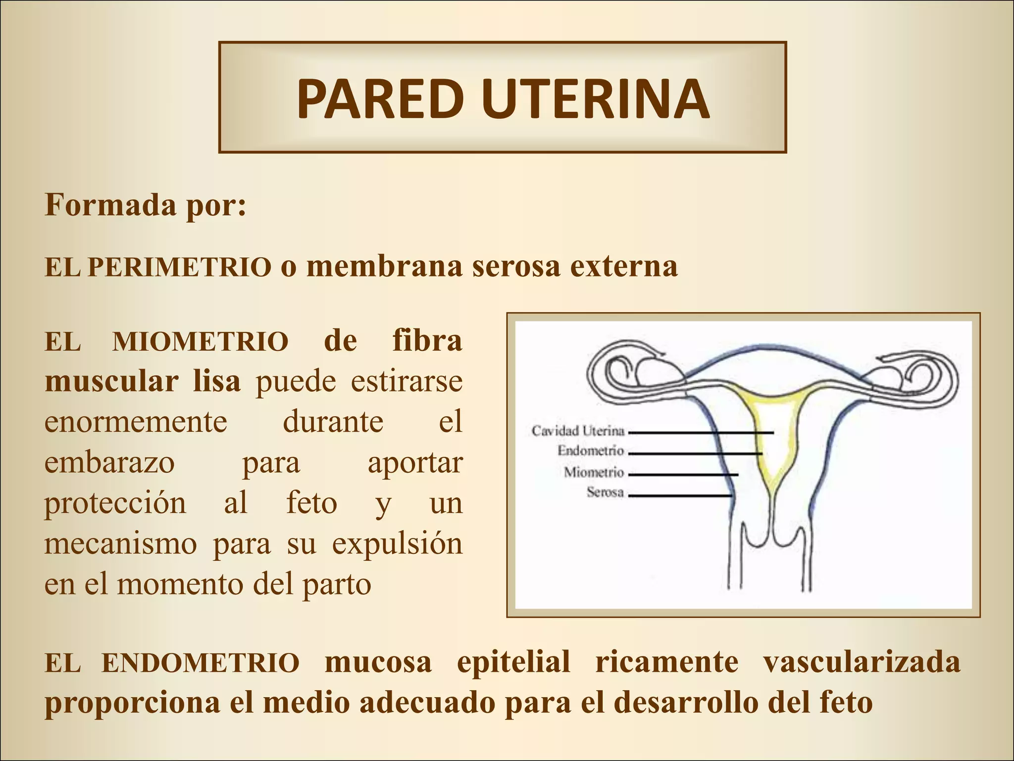 Apuntes de clase parato reproductor femenino | PPTX