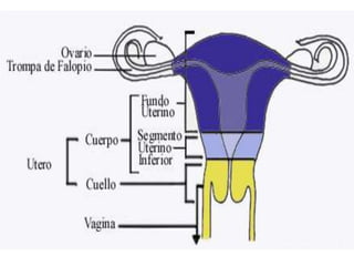 Apuntes de clase parato reproductor femenino | PPTX