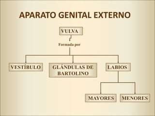 Apuntes de clase parato reproductor femenino | PPTX