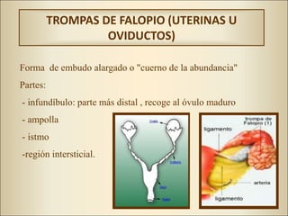 Apuntes de clase parato reproductor femenino | PPTX