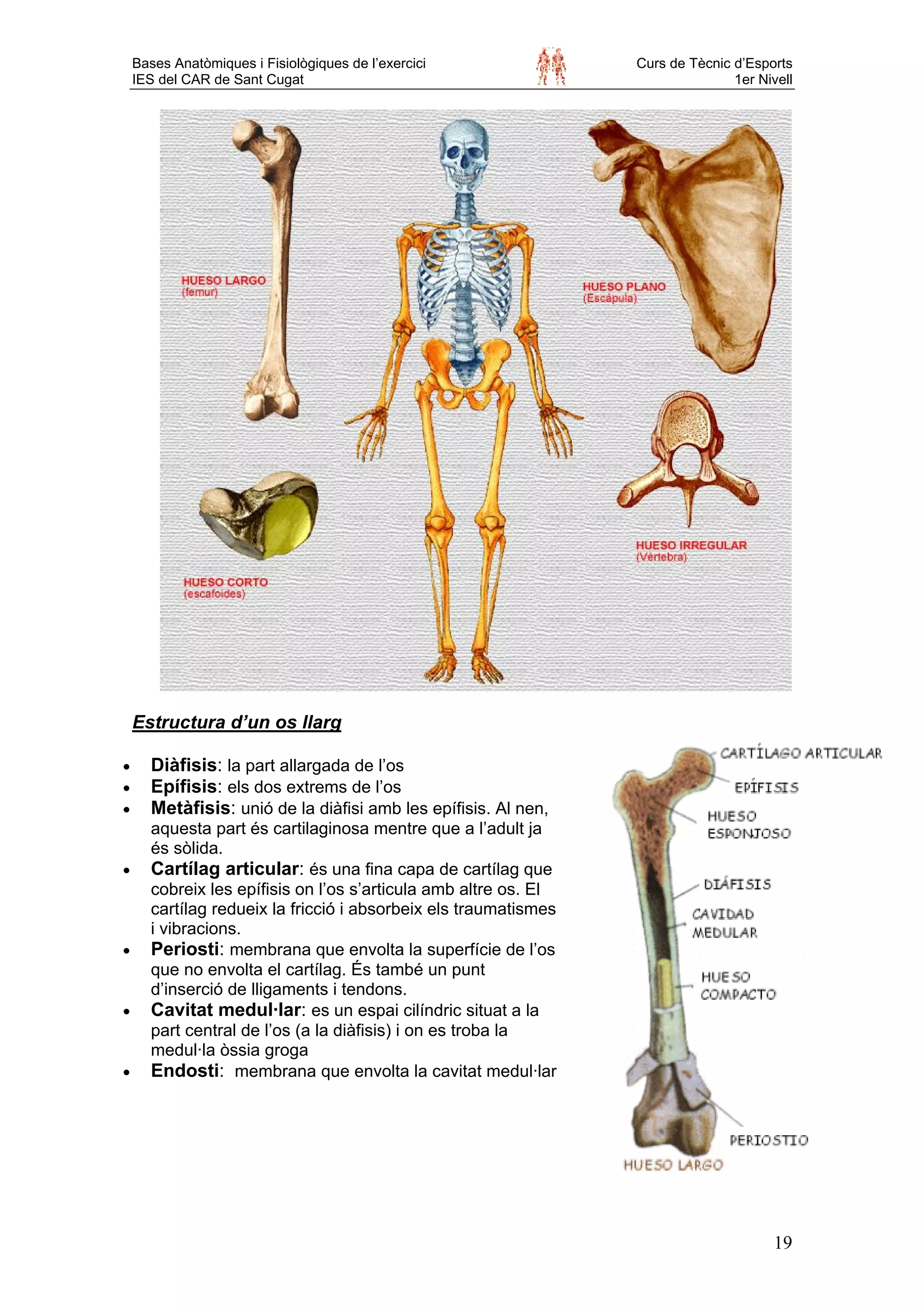 Bases anatomiques i fisiologiques de l'esport | PDF