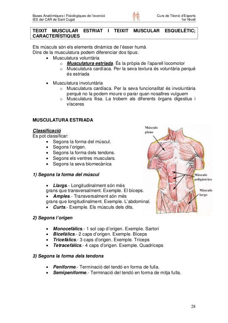 10 L39espatlla O Muscle Bases Anatmiques I Fisiolgiques Ii