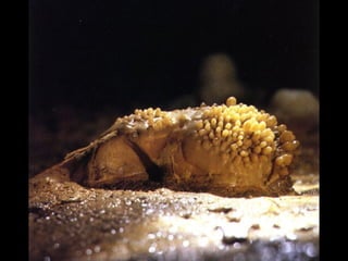 pestera poarta altarului | PPT