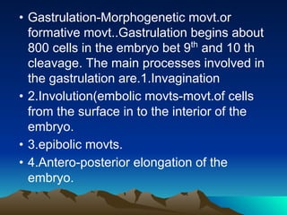 Devpt of Amphioxus | PDF
