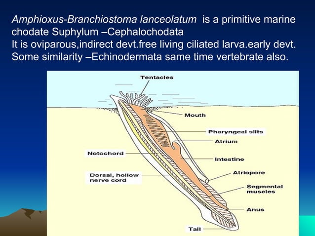 Devpt of Amphioxus | PDF