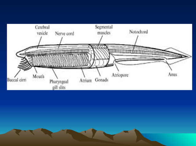 Devpt of Amphioxus | PDF