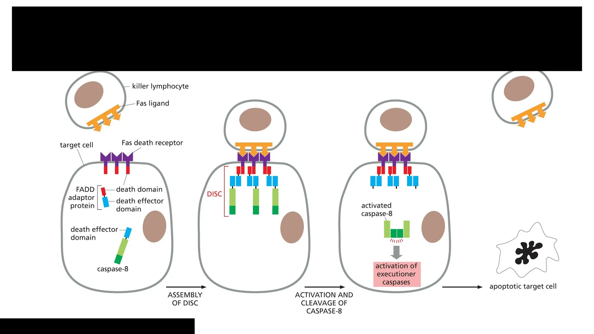 apoptosis muerte celular programada listos | PPTX