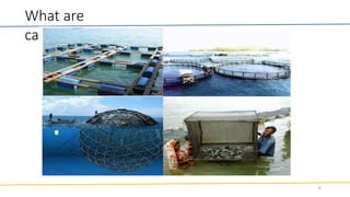 Cage fish farming and the basic principals.pptx