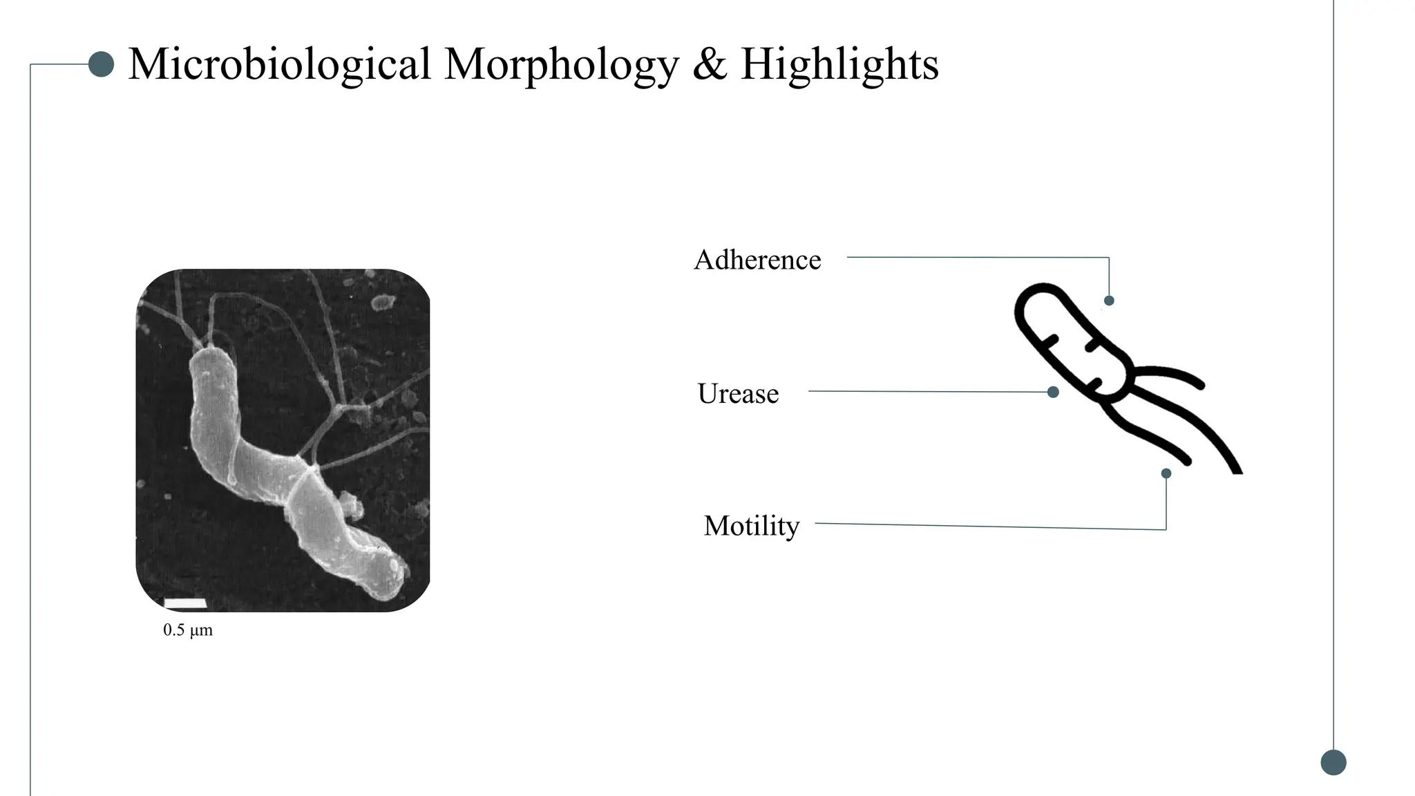Diagnosis tests of Helicobacter pylori – PPT & pdf file | PPT