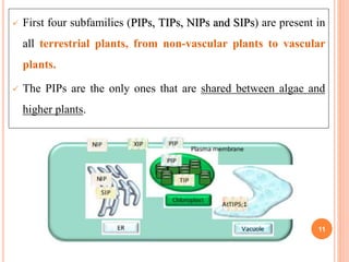 Aquaporins and their regulation in plants | PPTX