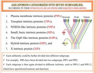 Aquaporins and their regulation in plants | PPTX