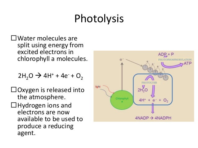 Aqa a2 biology unit 4 complete