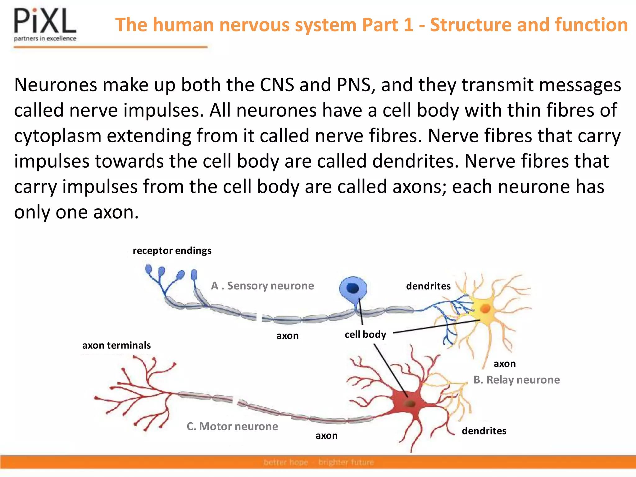 AQA_Biology_Homeostasis-and-response_KnowIT_GCSE-nervous-system.pptx