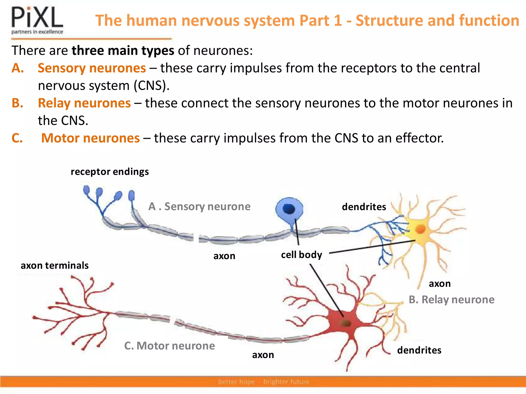 AQA_Biology_Homeostasis-and-response_KnowIT_GCSE-nervous-system.pptx