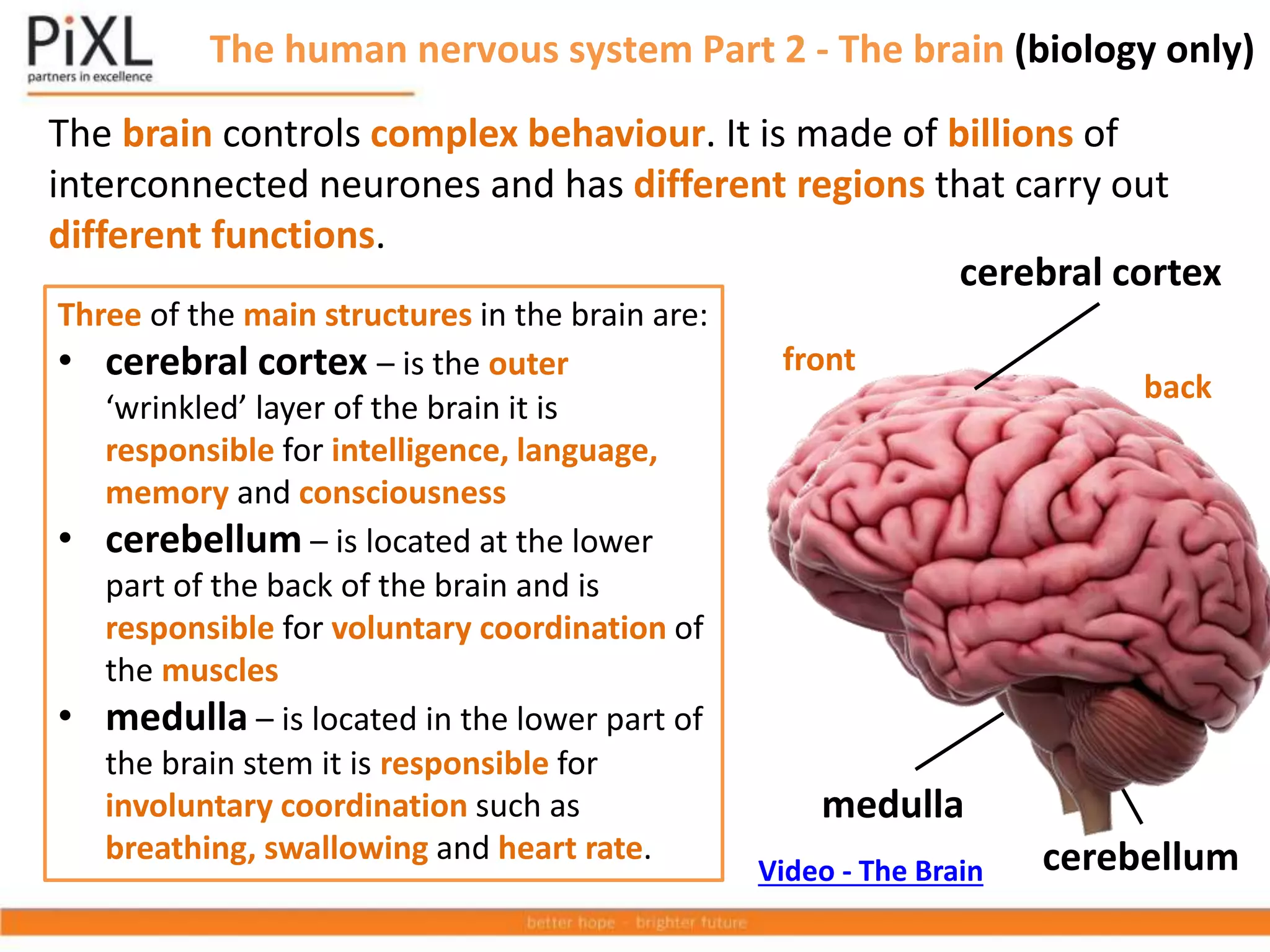 AQA_Biology_Homeostasis-and-response_KnowIT_GCSE-nervous-system.pptx