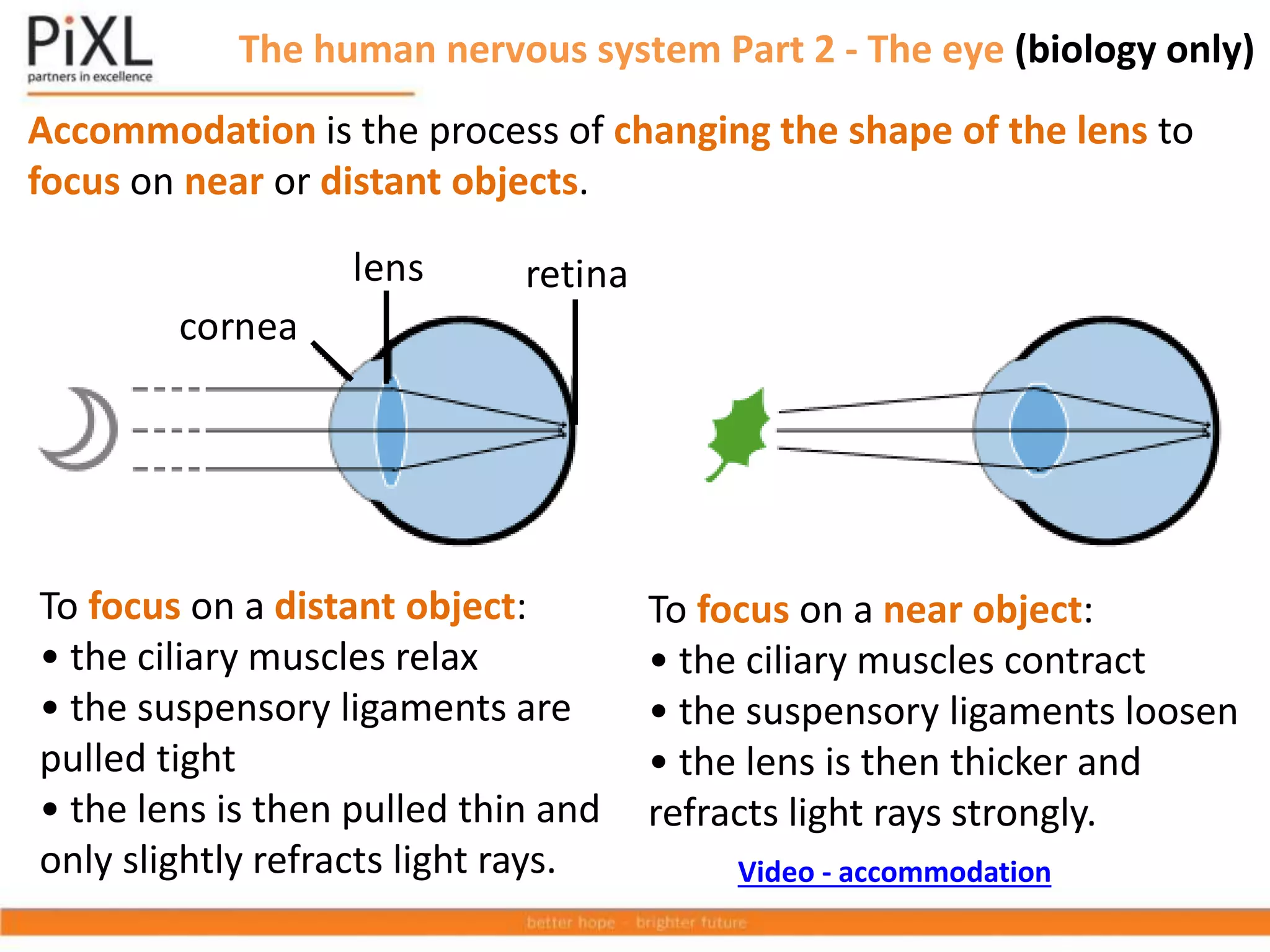 AQA_Biology_Homeostasis-and-response_KnowIT_GCSE-nervous-system.pptx