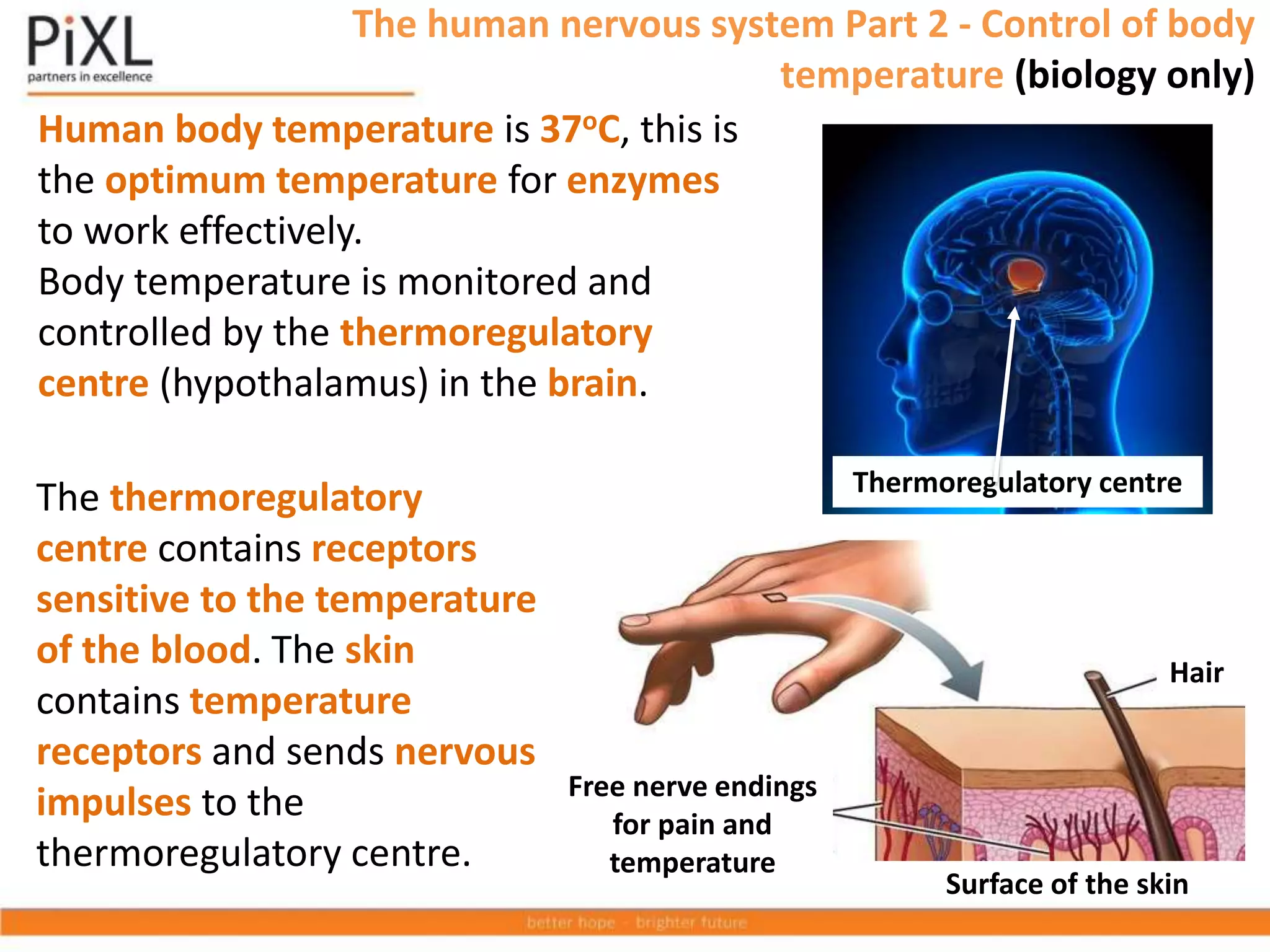 AQA_Biology_Homeostasis-and-response_KnowIT_GCSE-nervous-system.pptx