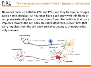 AQA_Biology_Homeostasis-and-response_KnowIT_GCSE-nervous-system.pptx