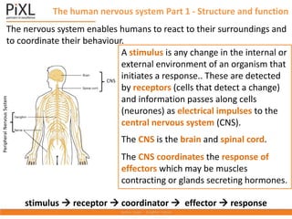 AQA_Biology_Homeostasis-and-response_KnowIT_GCSE-nervous-system.pptx