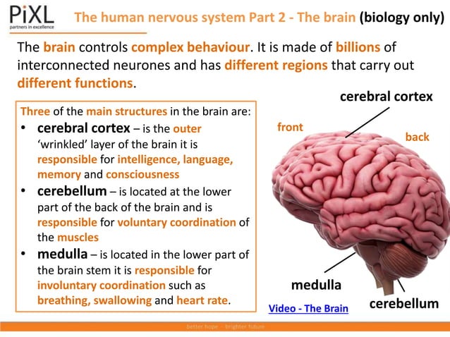 AQA_Biology_Homeostasis-and-response_KnowIT_GCSE-nervous-system.pptx