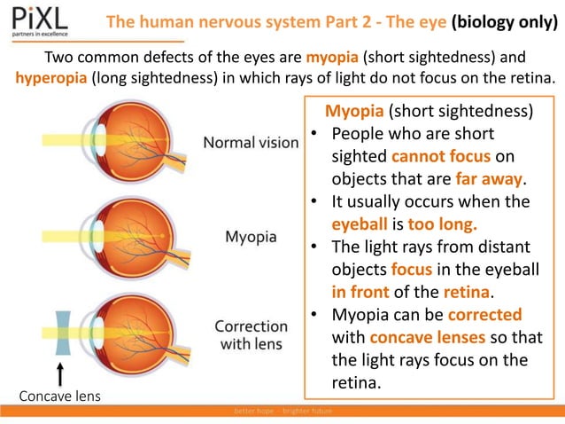 AQA_Biology_Homeostasis-and-response_KnowIT_GCSE-nervous-system.pptx