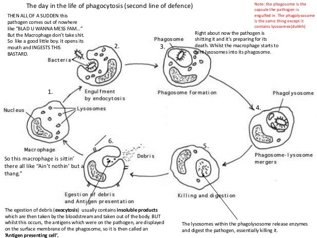 Diagrams Showing Types Immunity