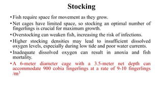 Culture Of Cobia- Its Biology, Seed Collection & Culture Techniques ...