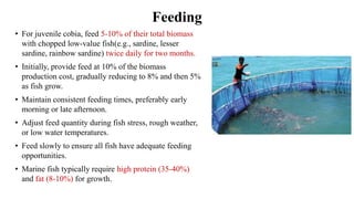 Culture Of Cobia- Its Biology, Seed Collection & Culture Techniques ...