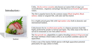Culture Of Cobia- Its Biology, Seed Collection & Culture Techniques ...