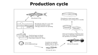 Culture Of Cobia- Its Biology, Seed Collection & Culture Techniques | PPTX