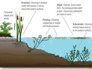 Aquatic Ornamental Plants | PPTX