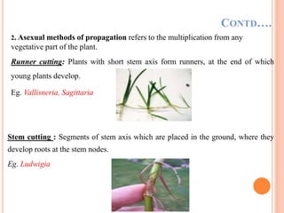 Aquatic Ornamental Plants | PPTX