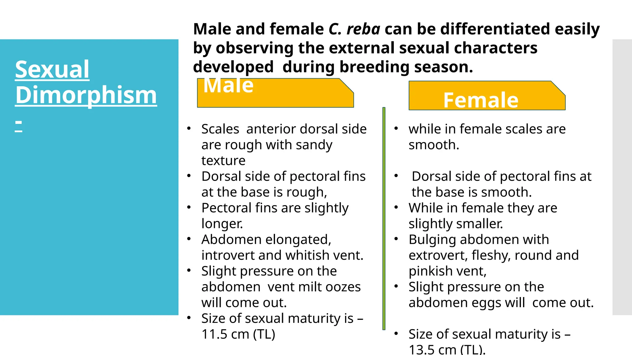 Introduction & Breeding of cirrhinus reba.pptx