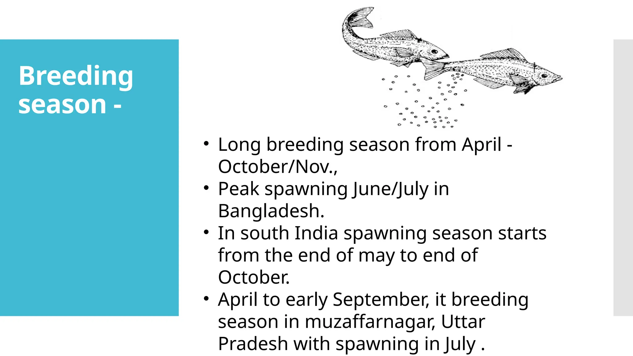 Introduction & Breeding of cirrhinus reba.pptx