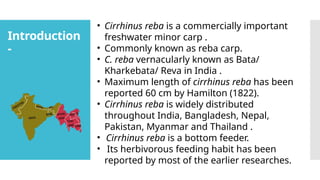 Introduction & Breeding of cirrhinus reba.pptx