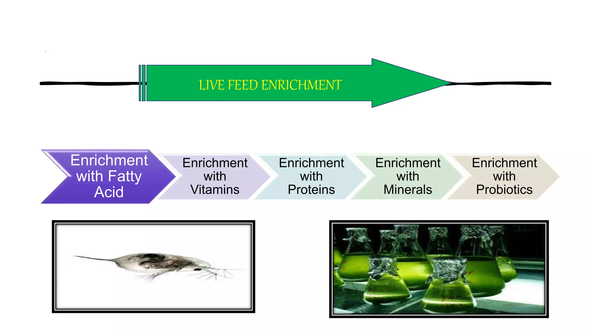 Live feed enrichment,Biorouting of nutrients.Chemo-therapeutants & othergrowth promoting agents.pptx