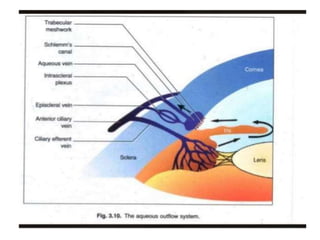 Aqueous production and drainage | PPTX