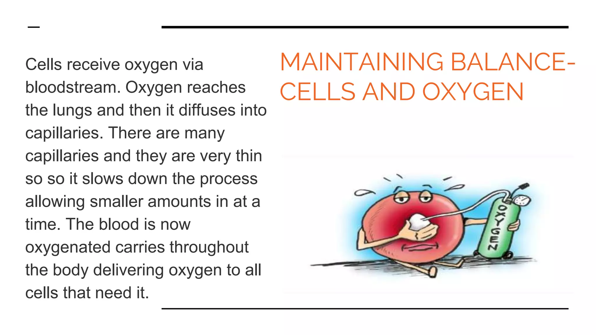 Respiratory system and homeostasis | PPTX