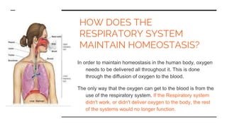 Respiratory system and homeostasis | PPTX