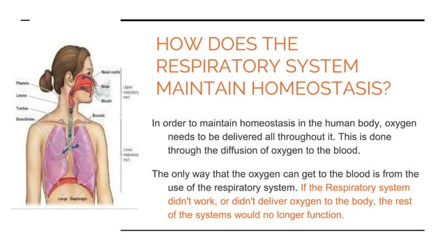 Respiratory system and homeostasis | PPTX