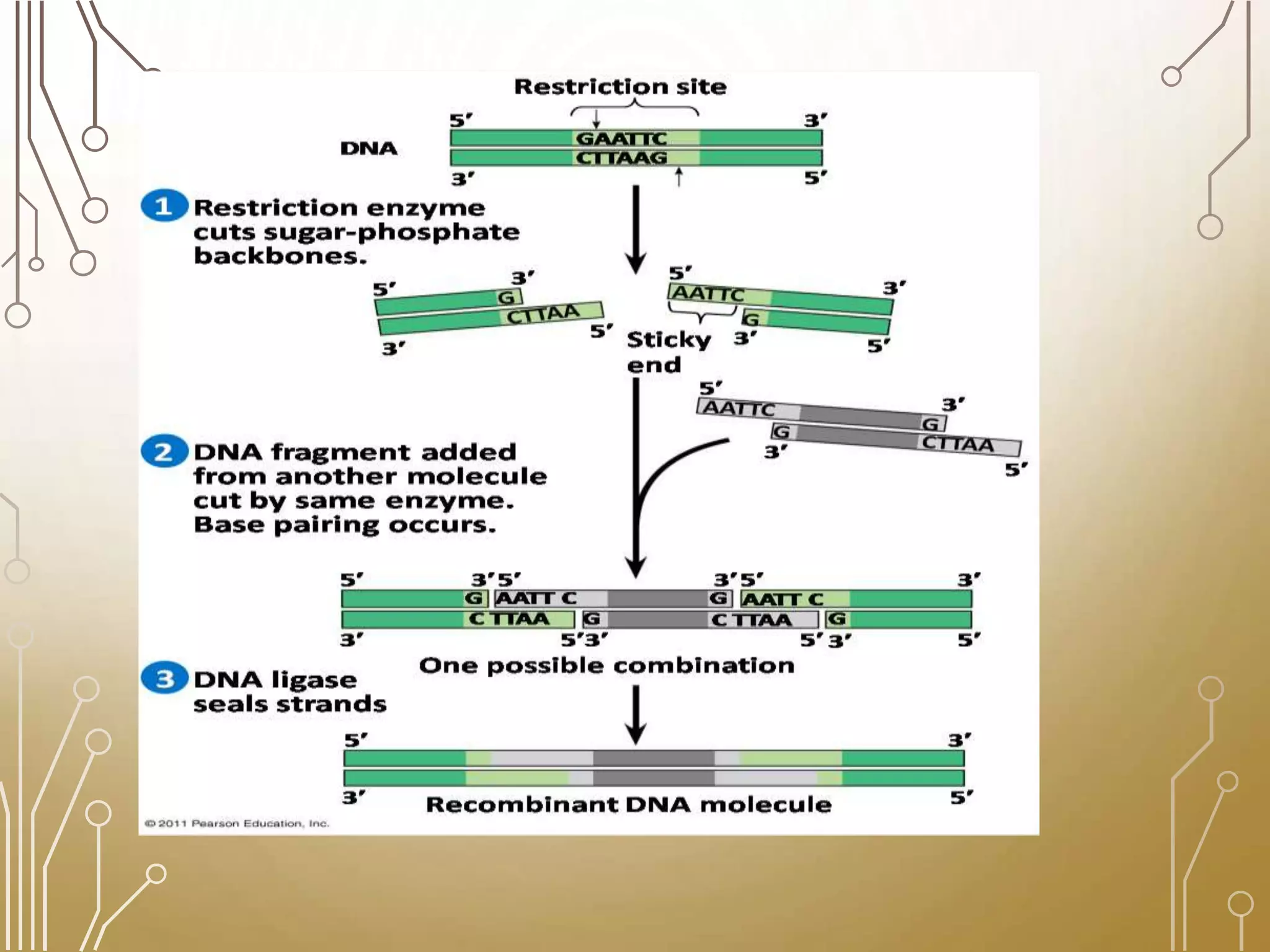 gene cloning, secreening a library, cloning products, requrements ...