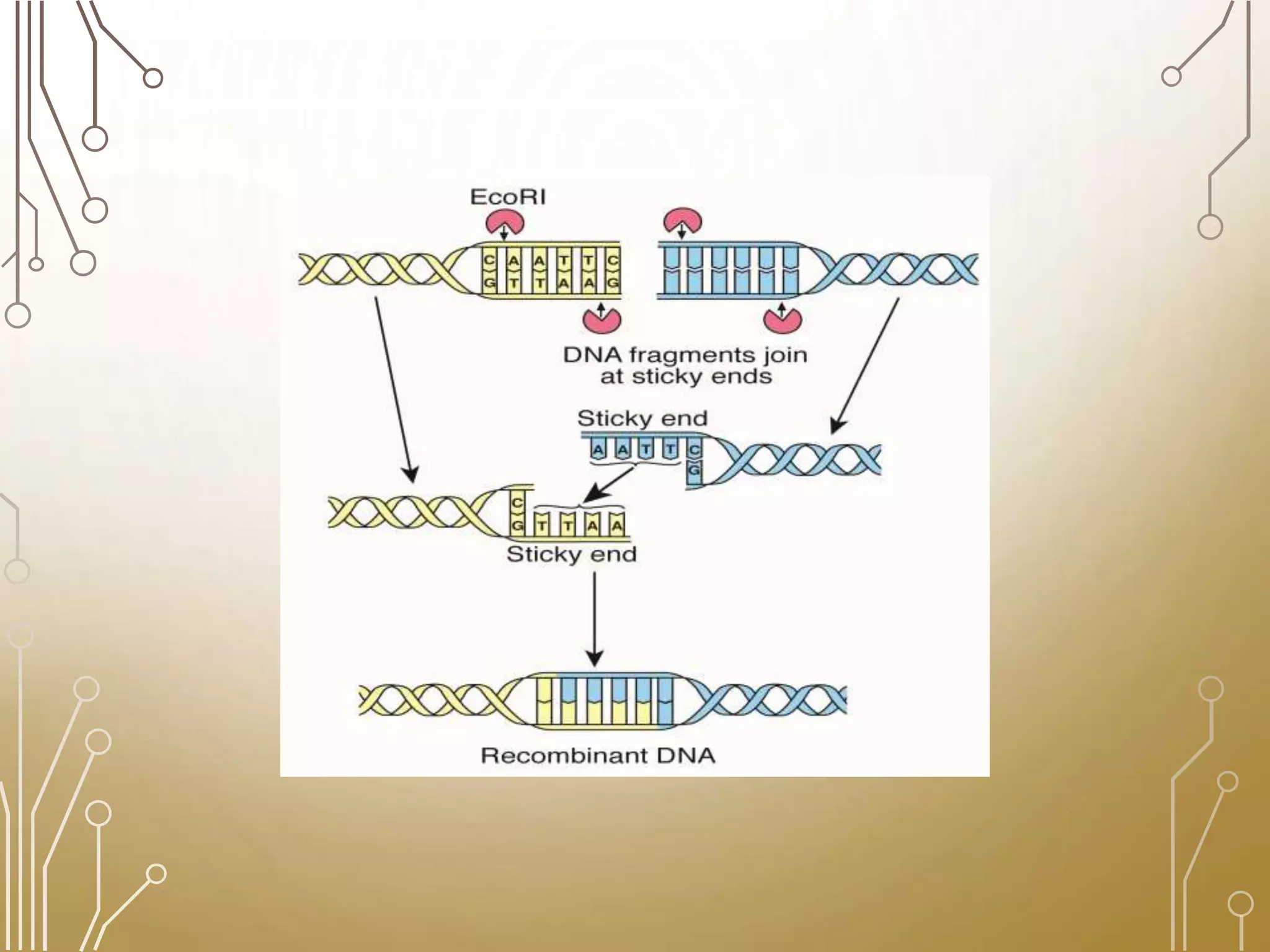 gene cloning, secreening a library, cloning products, requrements ...
