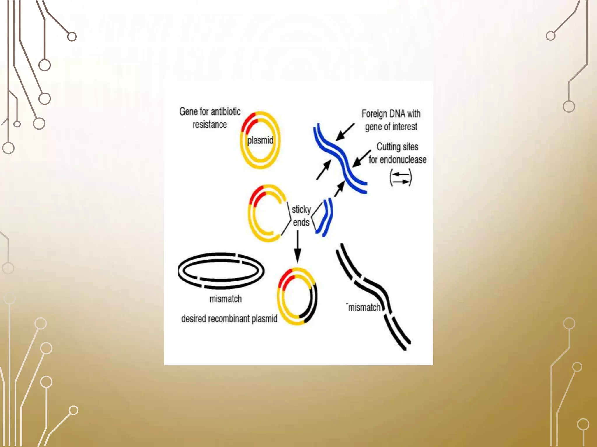 gene cloning, secreening a library, cloning products, requrements ...
