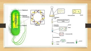 Vector isolation | PPTX
