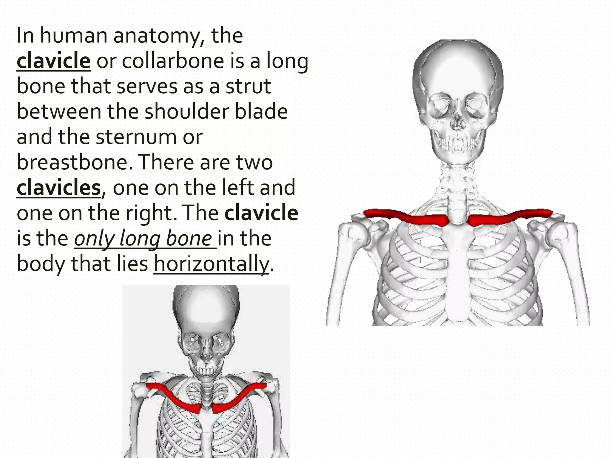 bones and muscles of upper limb | PPTX