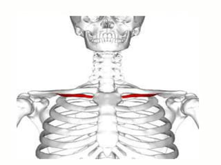 bones and muscles of upper limb | PPTX